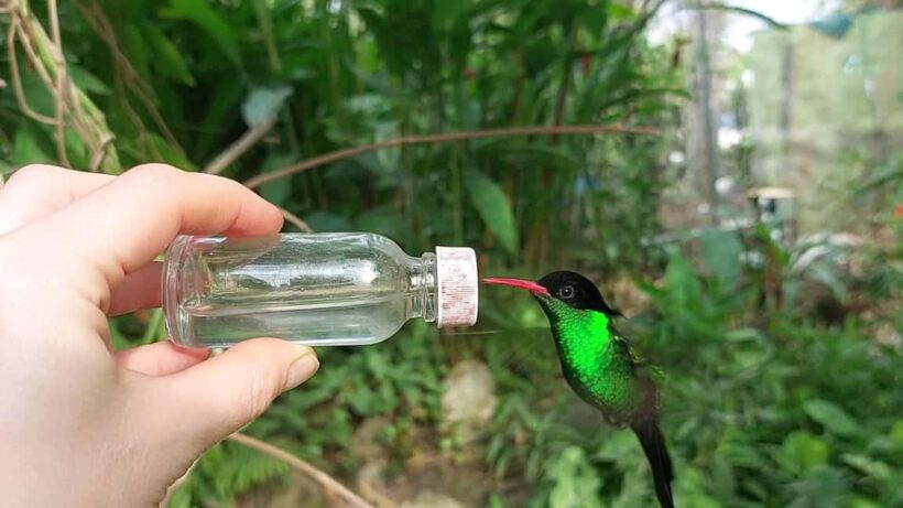 Ricks Cafe and Barney's Hummingbird Garden Tour - Who Will Love This Tour?