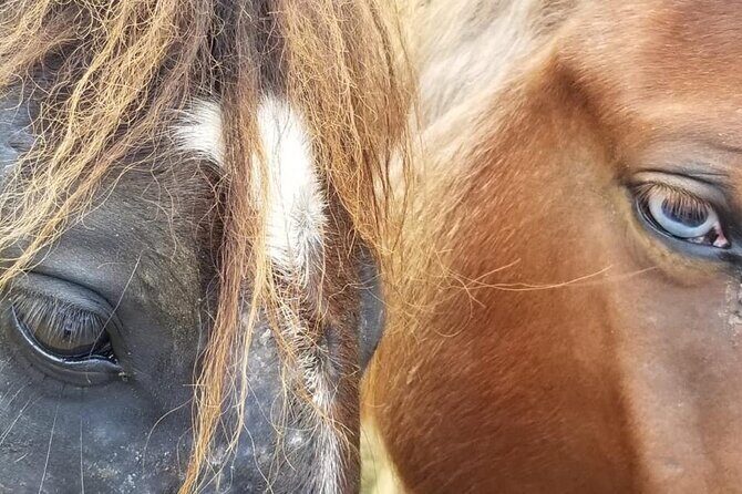 Ride Horses on the Beach - A Detailed Look at the Horseback Riding Experience