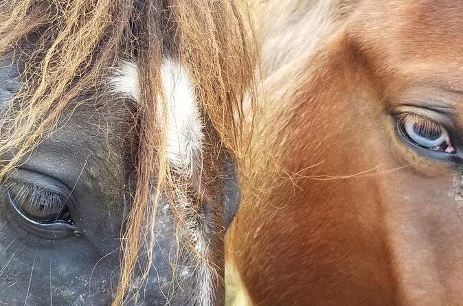 Ride Horses on the Beach - Analyzing Value and Practicality