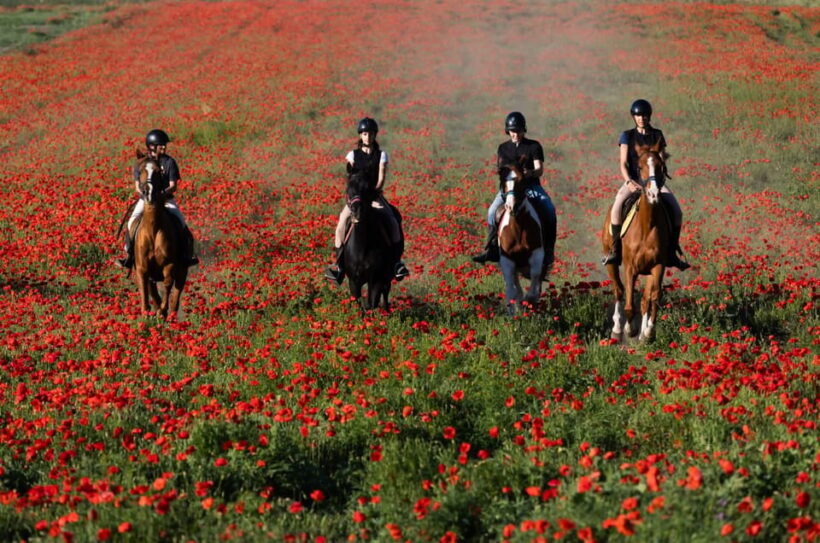 Ride in Rome with meal and wine included - Discovering Rome from the Saddle: What to Expect