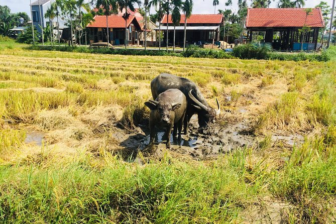 Riding Water Buffalo Hoi An Private Bike Tour - The Sum Up