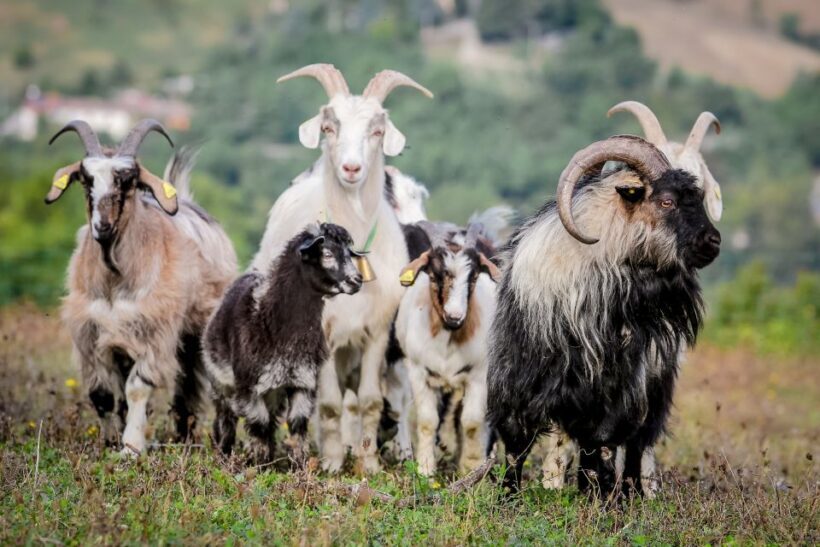 Rimini: San Leo Cashmere Farm Experience - A Closer Look at the Experience