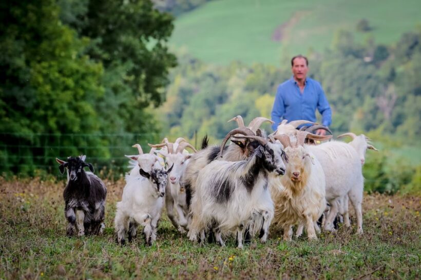 Rimini: San Leo Cashmere Farm Experience - Who Should Consider This Tour?