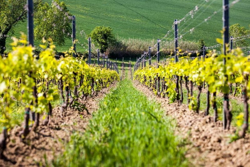 Rimini: San Valentino Vineyards Tour with DOC Wine Tastings - An Authentic Look at Emilia-Romagna’s Wine Region