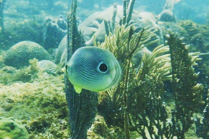 Rincon Snorkeling Adventure - Key Points