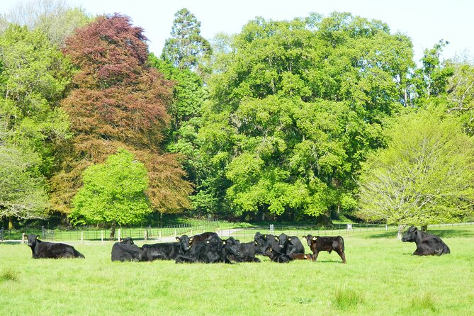 Ring of Kerry and Skellig Ring Tour Review - Booking and Cancellation Policies