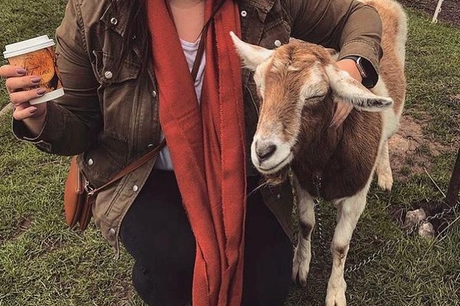 Ring of Kerry Day Tour From Limerick: Including Killarney National Park - Discovering the Wonders of Killarney National Park