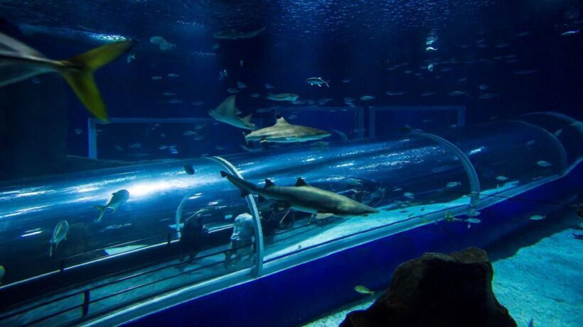 Rio: AquaRio and Olympic Boulevard - A Deep Dive into the Tour Experience