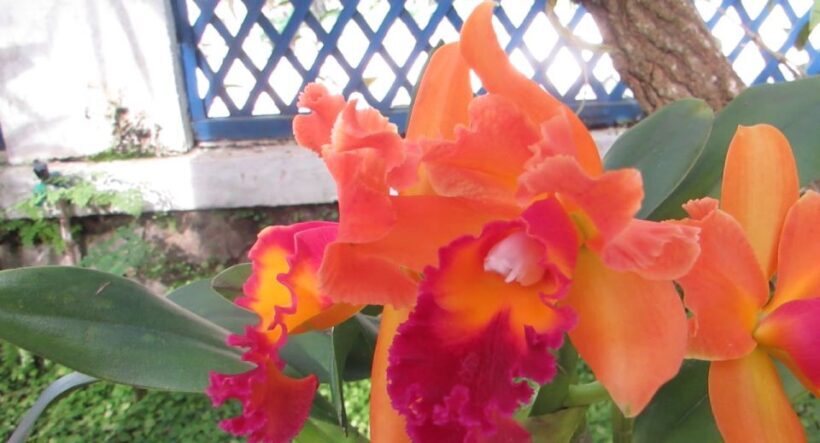 Rio: Botanical Garden, Tijuca Forest, and Parque Lage Tour - FAQ