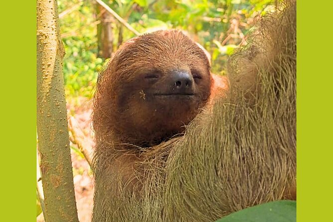 Rio Celeste Expedition Discovering Natures Treasures and Sloths - Key Points