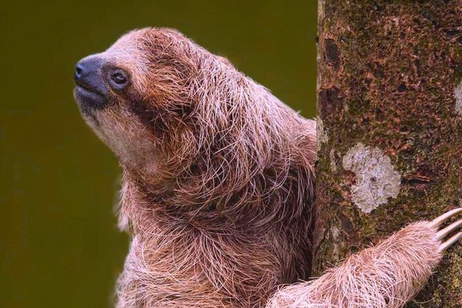 Rio Celeste Expedition Discovering Natures Treasures and Sloths - Encountering Sloths and Other Wildlife