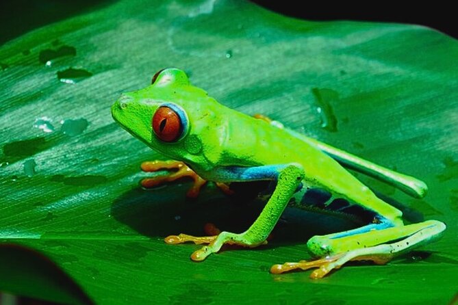 Rio Celeste Expedition Discovering Natures Treasures and Sloths - Lunch, Breakfast, and Dinner Included