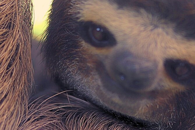 Rio Celeste Expedition Discovering Natures Treasures and Sloths - Accessibility and Tour Requirements