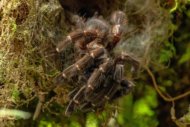 Rio Celeste Waterfall Hike From Arenal - Booking Policies