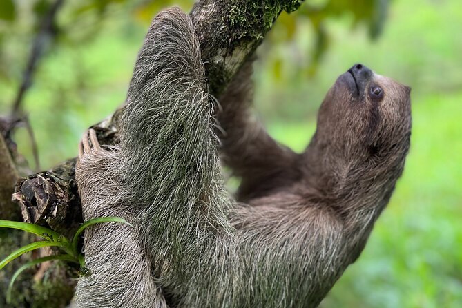 Rio Celeste Waterfall Plus Sloths and wildlife Sanctuary - What Sets This Tour Apart?
