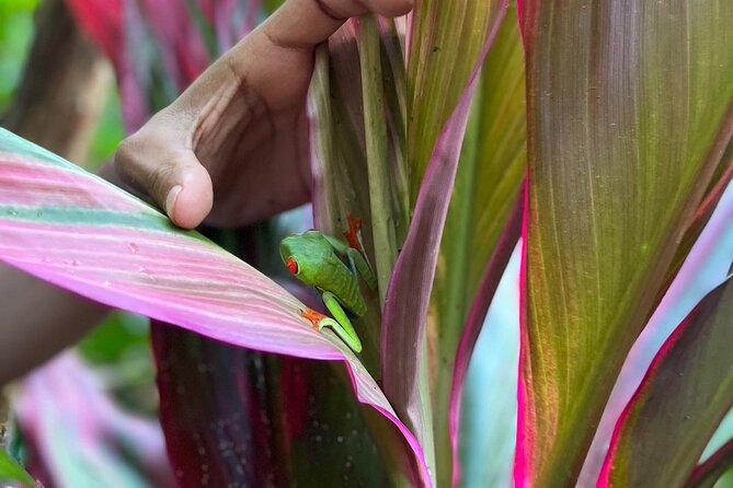 Rio Celeste Waterfall Plus Sloths and Wildlife Sanctuary - Health and Safety Considerations