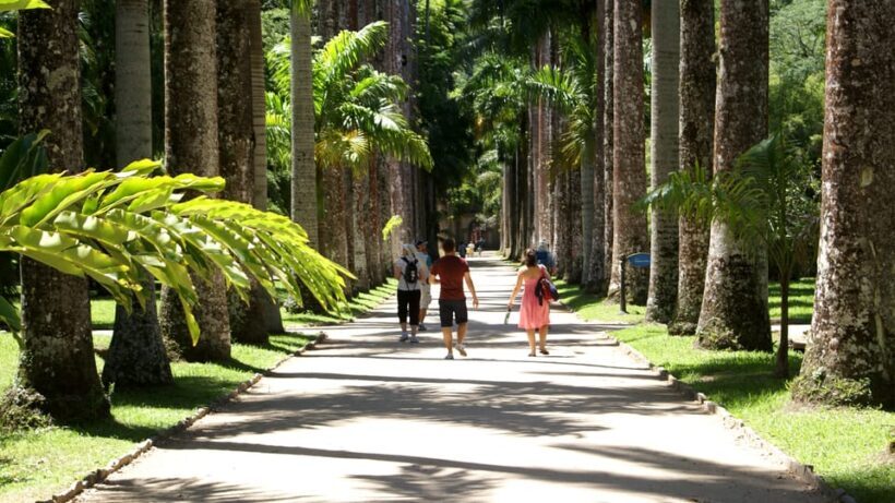 Rio de Janeiro: Botanical Garden Guided Visit - Who Should Consider This Tour