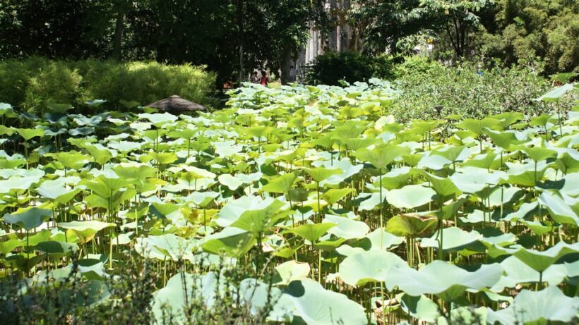 Rio de Janeiro: Botanical Garden Guided Visit - FAQ