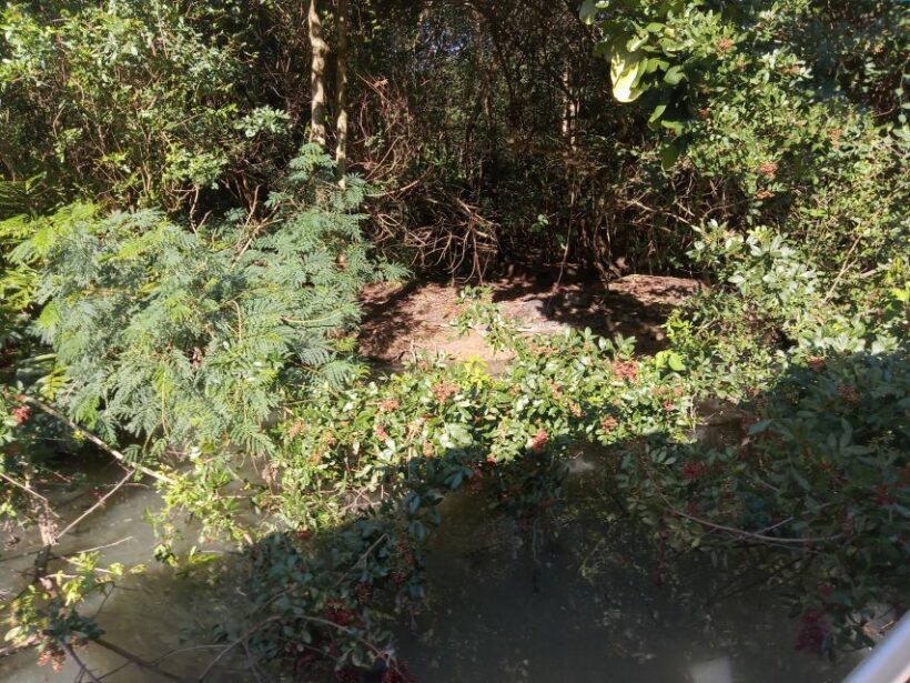 Rio de Janeiro: Cariocando na Floresta da Tijuca - Why This Tour Stands Out