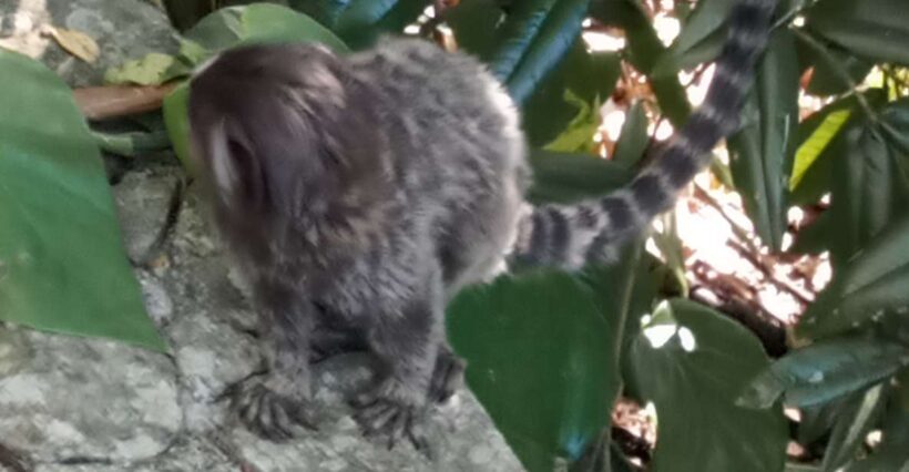 Rio de Janeiro: Cristo Redentor & Pão de Açúcar - Key Points
