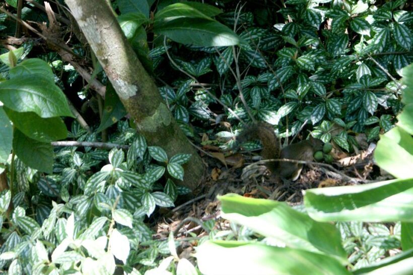 Rio de Janeiro: Guided Jeep Tour through Tijuca Rainforest - Who Should Consider This Tour?