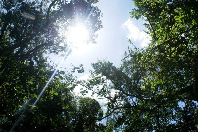 Rio de Janeiro: Guided Jeep Tour through Tijuca Rainforest - The Sum Up