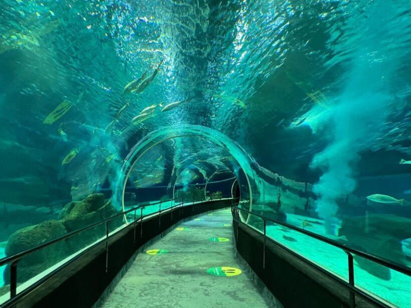 Rio de Janeiro: Marine Aquarium Entry Tickets - Key Points