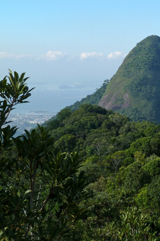 Rio de Janeiro: Pico da Tijuca Hiking Tour - The Sum Up