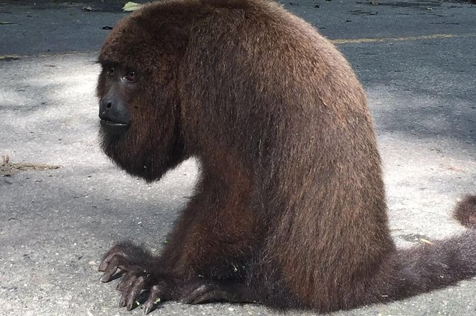 Rio De Janeiro Private Full Day Custom Tours - Key Points