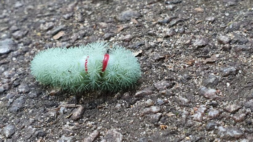 Rio de Janeiro: Tijuca Forest Waterfall of Souls Hike - Final Thoughts