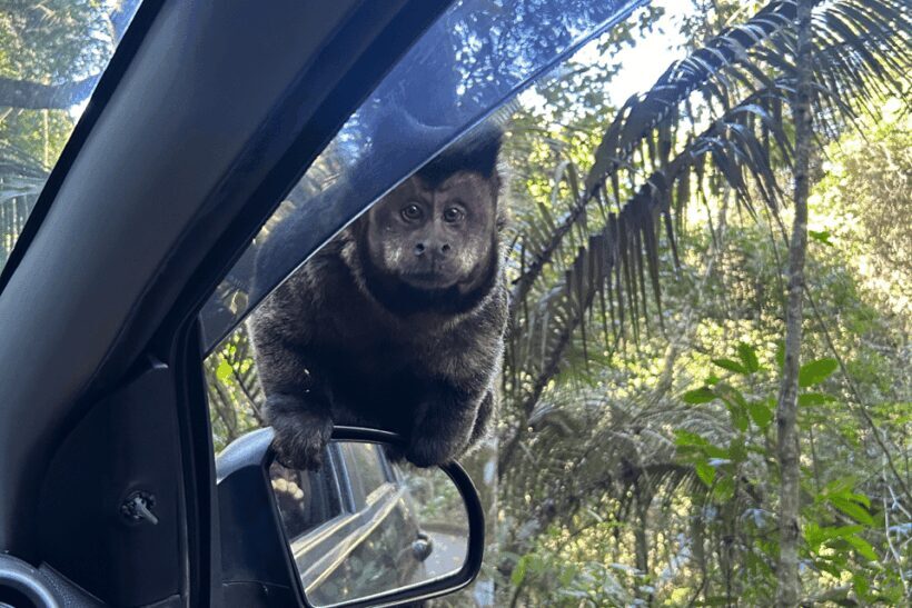 Rio de Janeiro: Tijuca National Park Tour - What’s Included and What to Expect