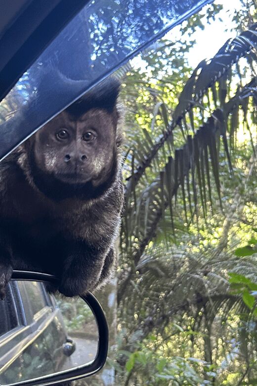 Rio de Janeiro: Tijuca National Park Tour - The Value Proposition