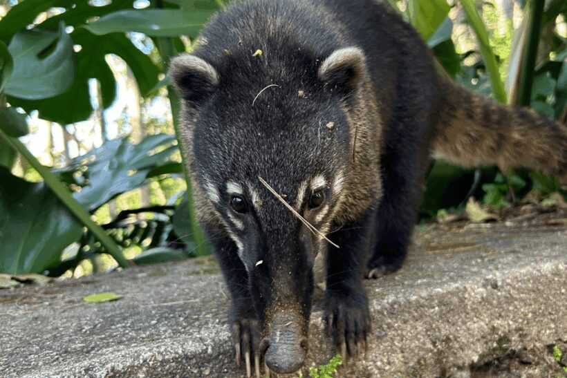 Rio de Janeiro: Tijuca National Park Tour - The Sum Up