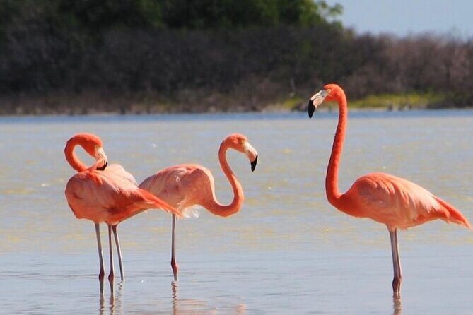 Rio Lagartos and Las Coloradas Day Tour from Cancun - The Sum Up