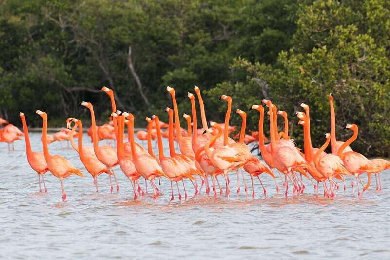 Rio Lagartos and Las Coloradas: EcoSafari Flamingo classic - The Authenticity and Passion Behind the Tour