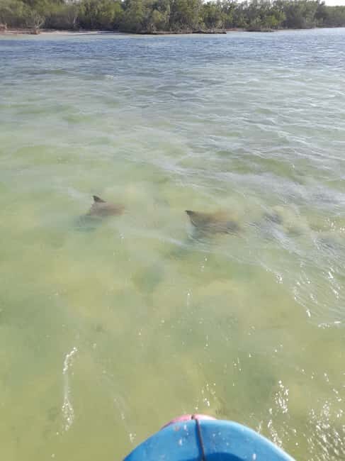 Rio Lagartos and San Felipe: Cerritos Island, adventure tour and Mayan culture. - Who Will Love This Tour?