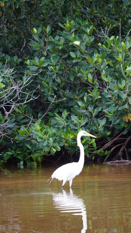 Rio Lagartos and San Felipe: Isla Cerritos, Cenote Kambulnah and Pesca. - Fishing in the Gulf of Mexico