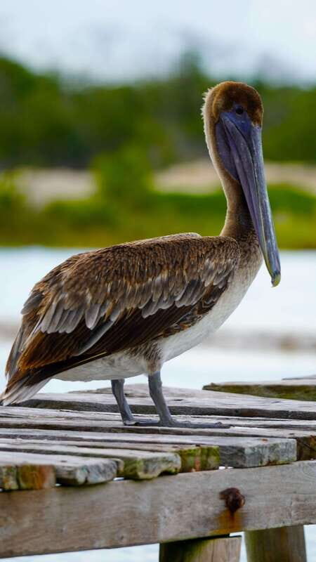 Rio Lagartos and San Felipe: Isla Cerritos, Cenote Kambulnah and Pesca. - Isla Bonita: The “Platinum” Beach