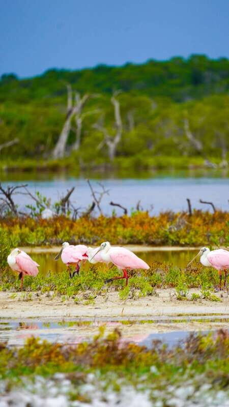 Rio Lagartos and San Felipe: Isla Cerritos, Cenote Kambulnah and Pesca. - The Value of This Experience