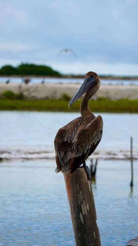 Rio Lagartos and San Felipe: Isla Cerritos, Cenote Kambulnah and Pesca. - Final Thoughts: Who Will Love This Tour?