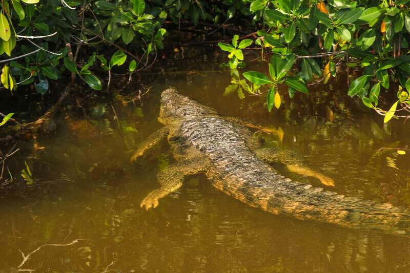 Rio Lagartos: Boat Tour through the Nature Reserve - An Authentic Look at Rio Lagartos’s Natural Beauty
