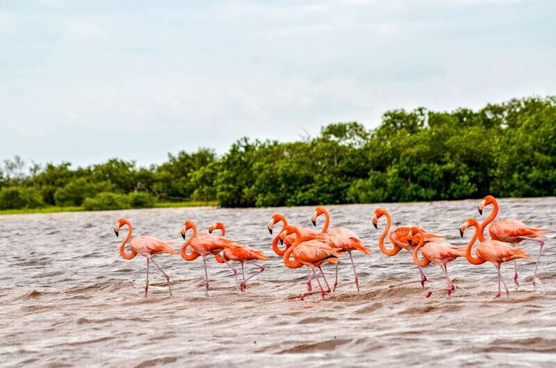 Rio Lagartos: Boat Tour through the Nature Reserve - What the Tour Includes and How It Works