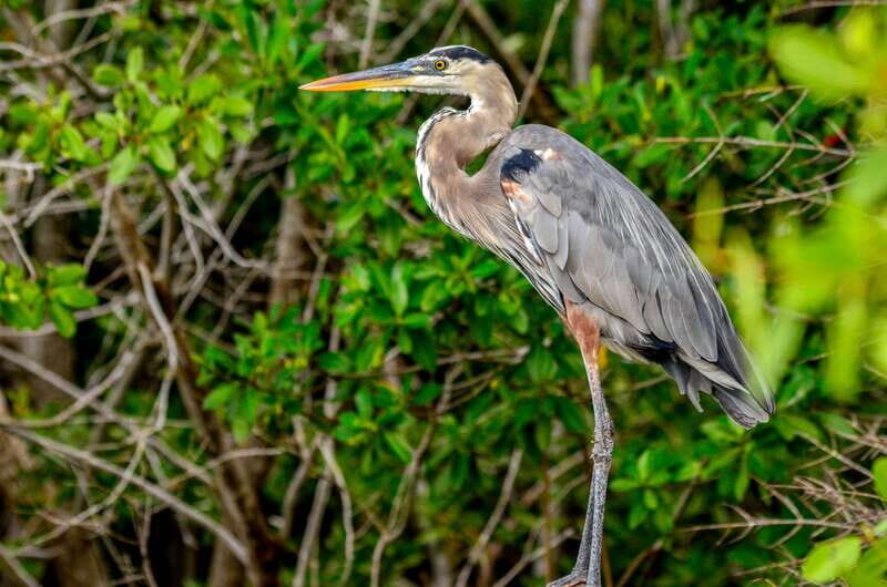 Rio Lagartos: Boat Tour through the Nature Reserve - Insights from Travelers’ Reviews