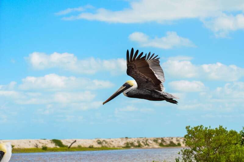Rio Lagartos: Boat Tour through the Nature Reserve - Why This Tour Is a Great Choice