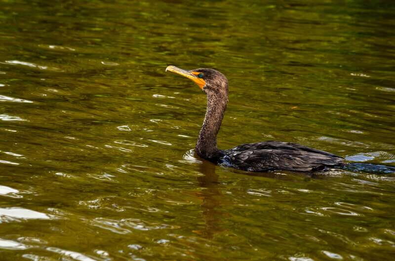 Rio Lagartos: Boat Tour through the Nature Reserve - Who Should Consider This Experience