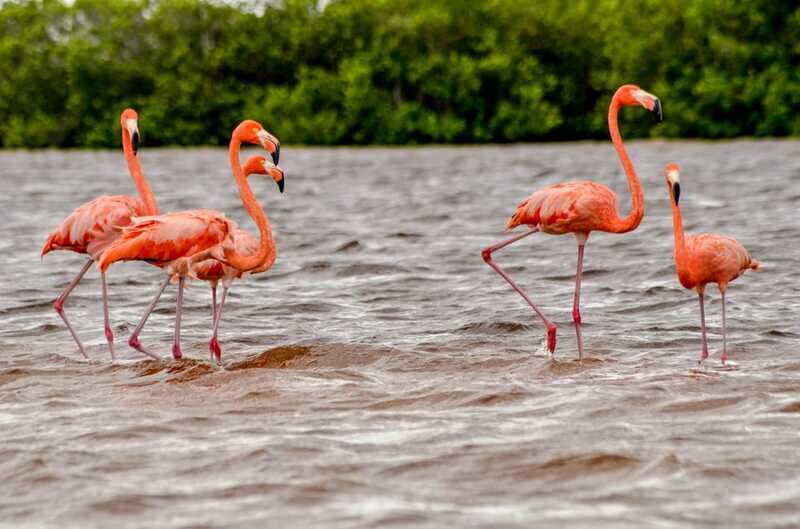 Rio Lagartos: Boat Tour through the Nature Reserve - Final Thoughts: Is It Worth It?