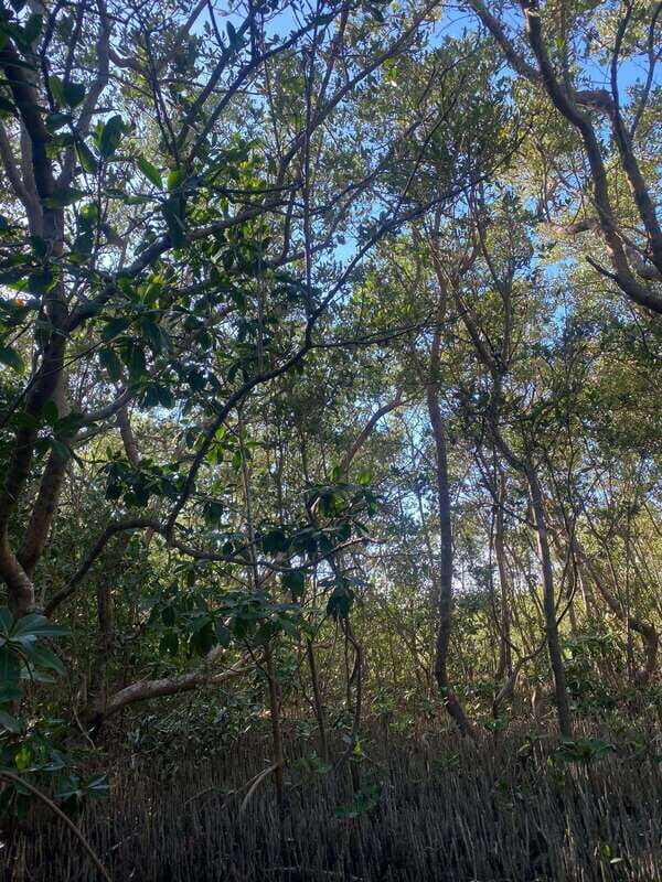 Rio Lagartos Expedition: boat journey through the mangrove - Rio Lagartos Expedition: boat journey through the mangrove