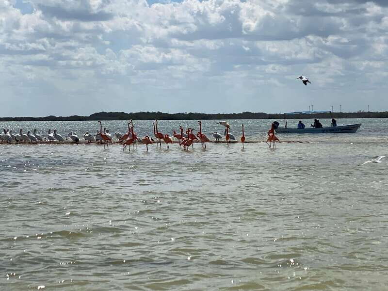 Rio Lagartos Expedition: boat journey through the mangrove - The practical details: what to expect