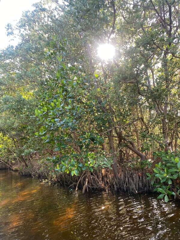 Rio Lagartos Expedition: boat journey through the mangrove - Authenticity and eco-responsibility