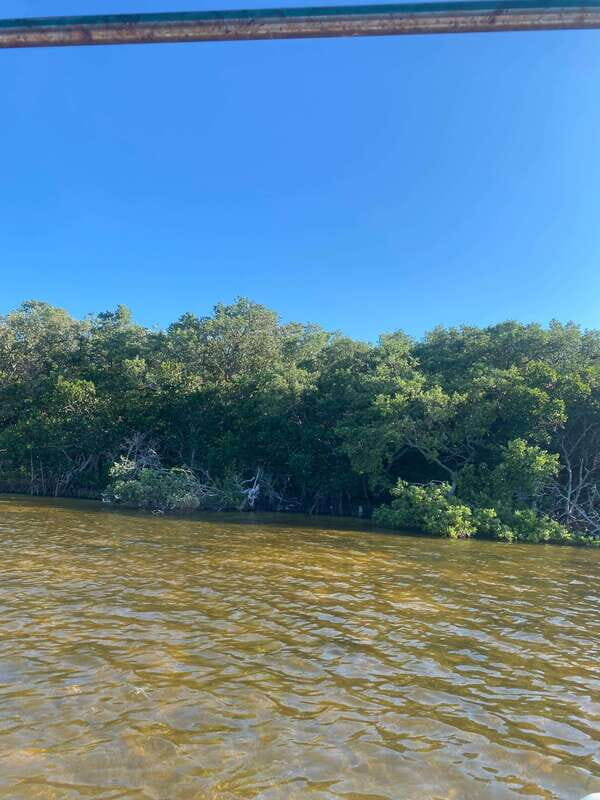 Rio Lagartos Expedition: boat journey through the mangrove - Who this tour is best for